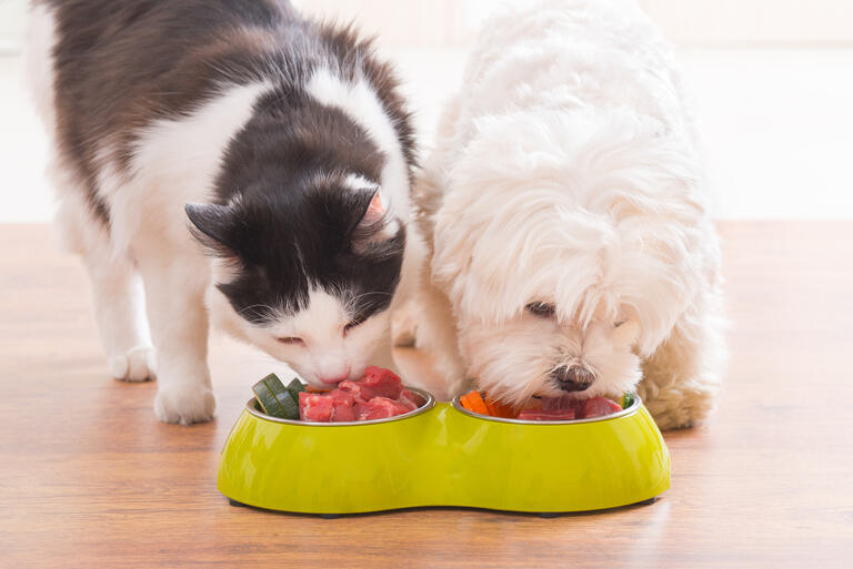 Freshpet under pressure as softer FY26 sales outlook upstages higher ...