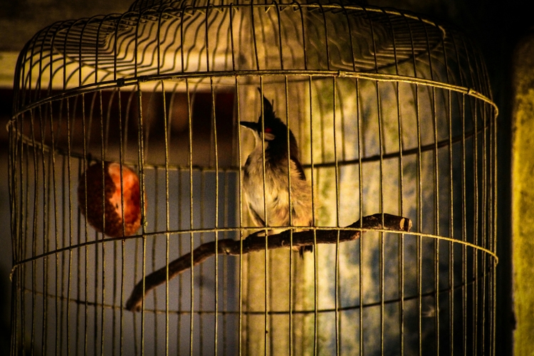 The Canary In The Coal Mine | Seeking Alpha