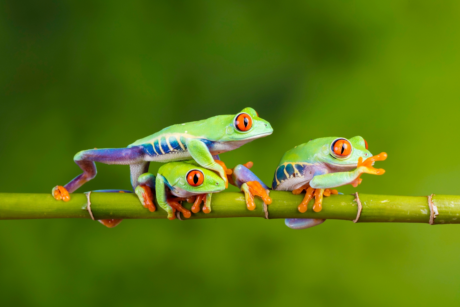 Did AMD Just Leapfrog Nvidia? (NASDAQ:AMD) | Seeking Alpha