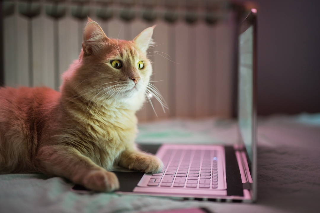 Dead Cat Bounce: What It Is & Means to Investors | Seeking Alpha