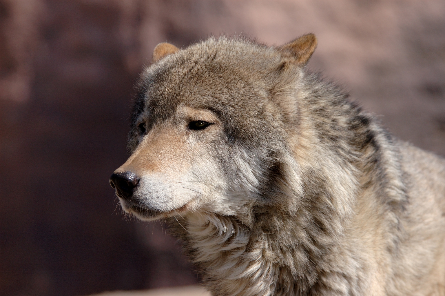 Wolfspeed: Not Howling Along Anymore after Fiscal Q3 (Rating Upgrade ...