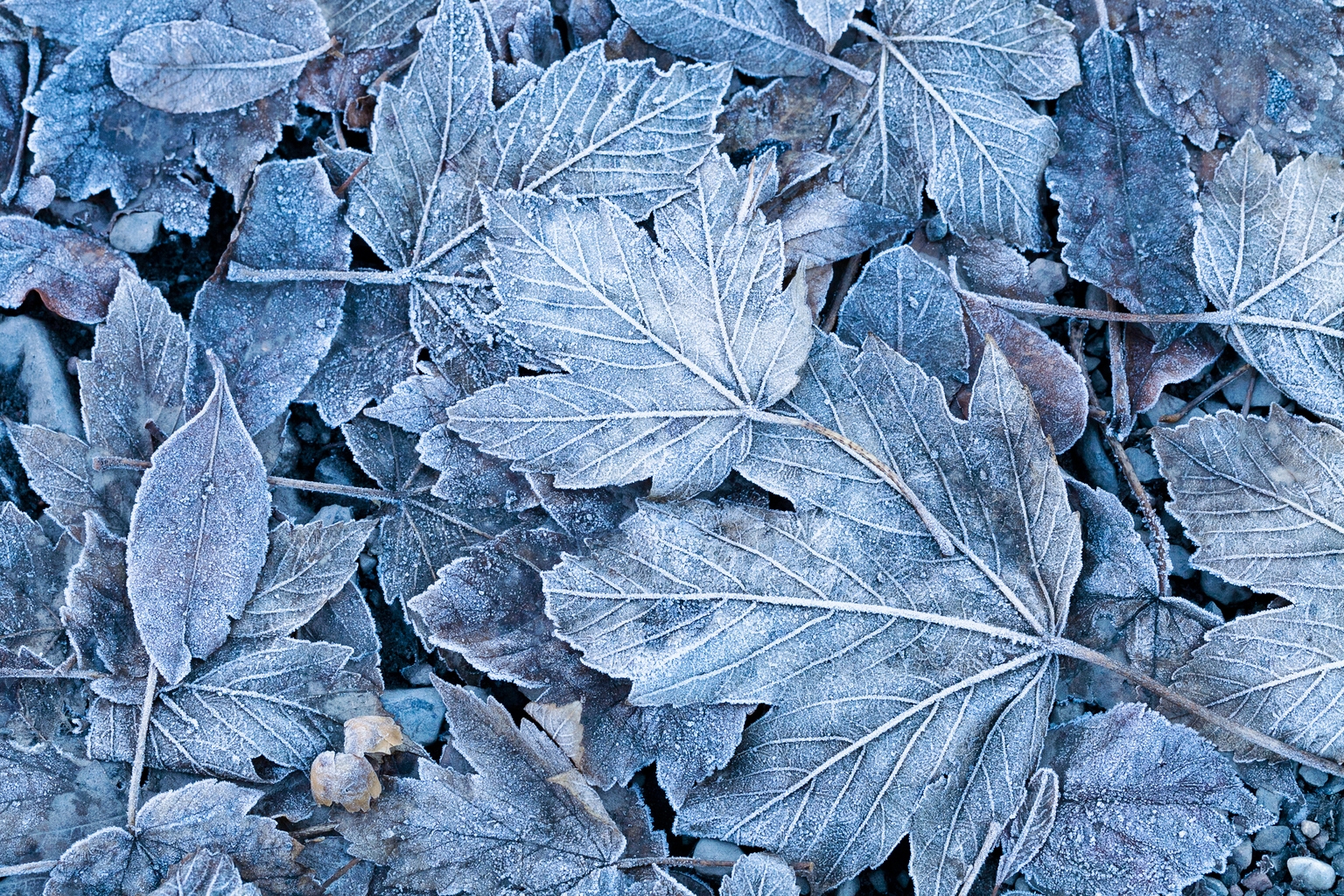 Alcon: Case Of Growth Destructive To Value, Reiterate Hold At 24x ...