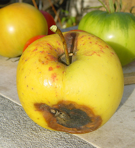 Rotten Apple? Google Voice App Blocked from App Store | Seeking Alpha