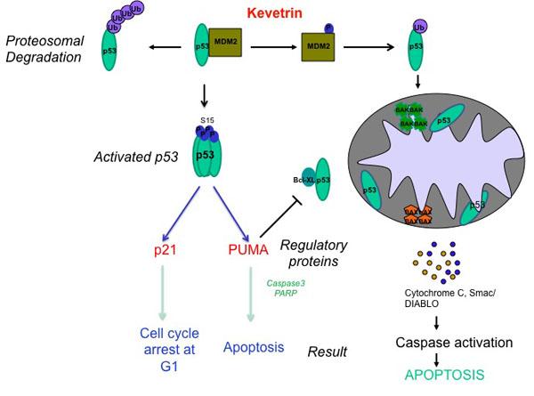 Cellceutix Eyeing A $5B Annual Market With Potential Caner Research ...