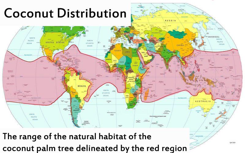 Coconuts need to be twisted to harvest from coconut tree (real ...