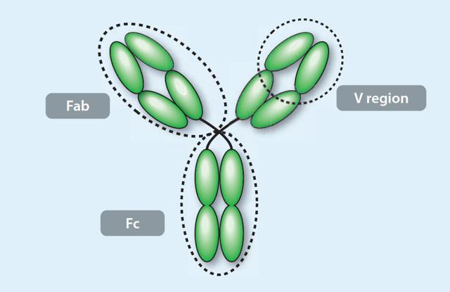 ArGEN-X: Forging The Future Of Antibodies (OTCMKTS:ARGNF) | Seeking Alpha
