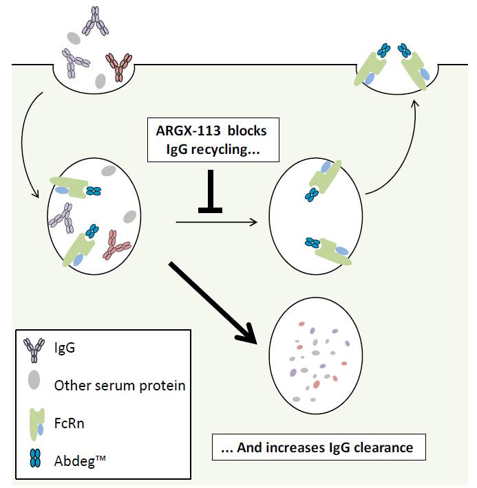 ArGEN-X: Forging The Future Of Antibodies (OTCMKTS:ARGNF) | Seeking Alpha