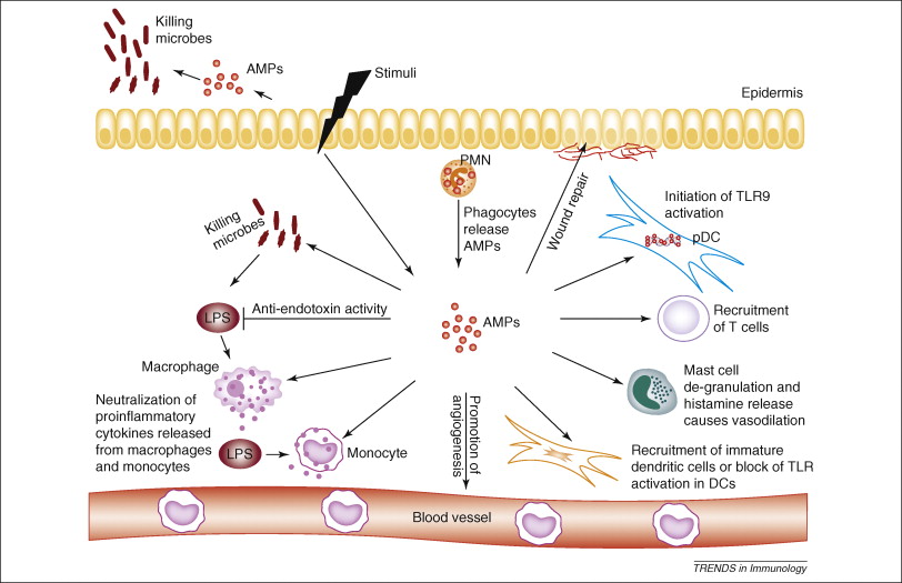 Cellceutix: Still Flying Under The Radar--An Innovative Biotech With ...