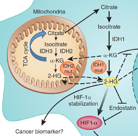 AML Therapies Part 2: Agios And ImmunoGen (NASDAQ:AGIO) | Seeking Alpha