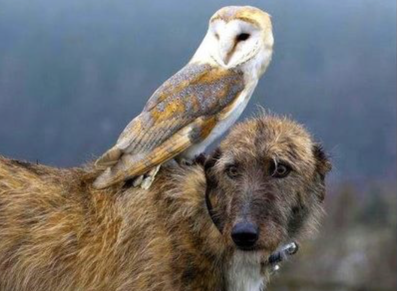 Fredrik Followers Find Favorite Fund & Equity Dogs Faring Well For ...