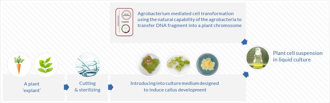2 Game-Changers In Therapeutic Proteins: Protalix's ProCellEx And ...