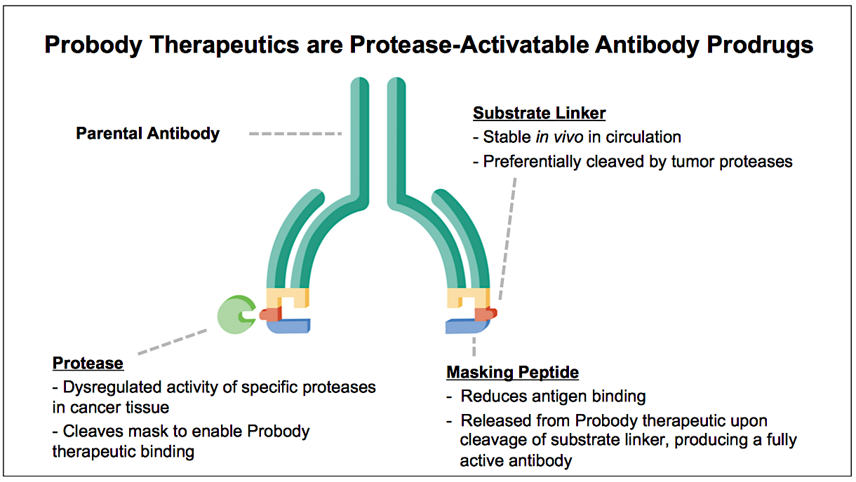 An Integrated BioSci Alpha Intelligence On CytomX Therapeutics: A ...