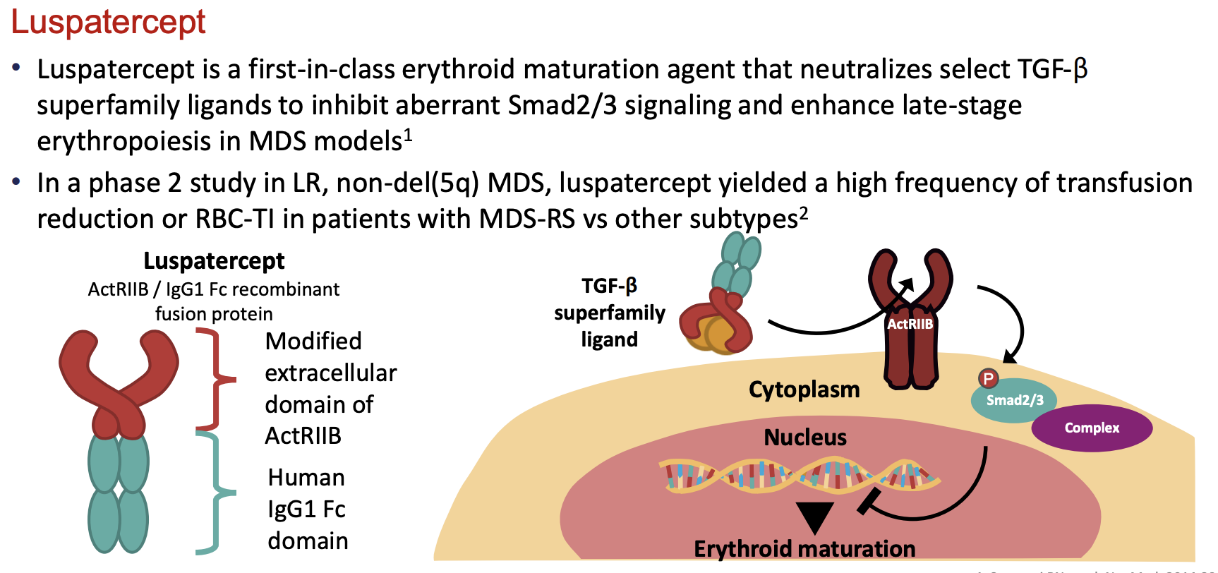 Acceleron And Celgene Deliver Strong Results In The Phase 3 MEDALIST ...