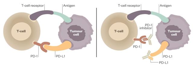 GR-MD-02: Keytruda’s Partner (NASDAQ:GALT) | Seeking Alpha