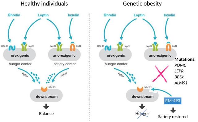 Out Of Rhythm: Setmelanotide Lacks Proper Placebo Controls And Has ...