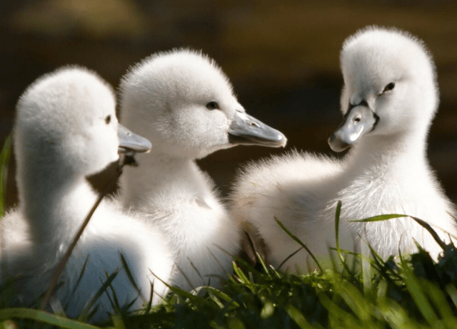 The Top 10 REIT SWAN-A-Bees For 2020 | Seeking Alpha