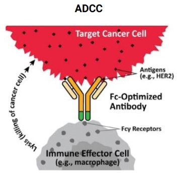 MacroGenics: Margetuximab's Potential Makes It Massively Undervalued ...