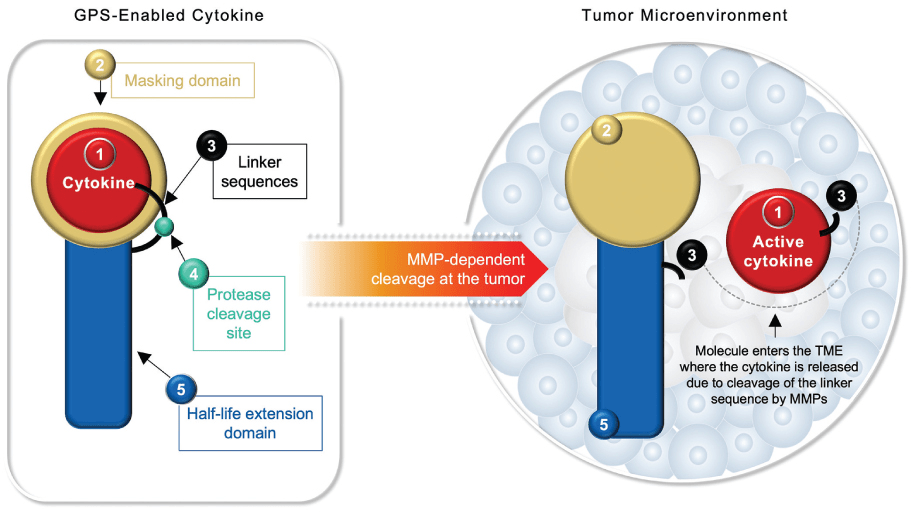 Xilio Filed For $100M IPO, Develops Immuno-Oncology Products | Seeking ...