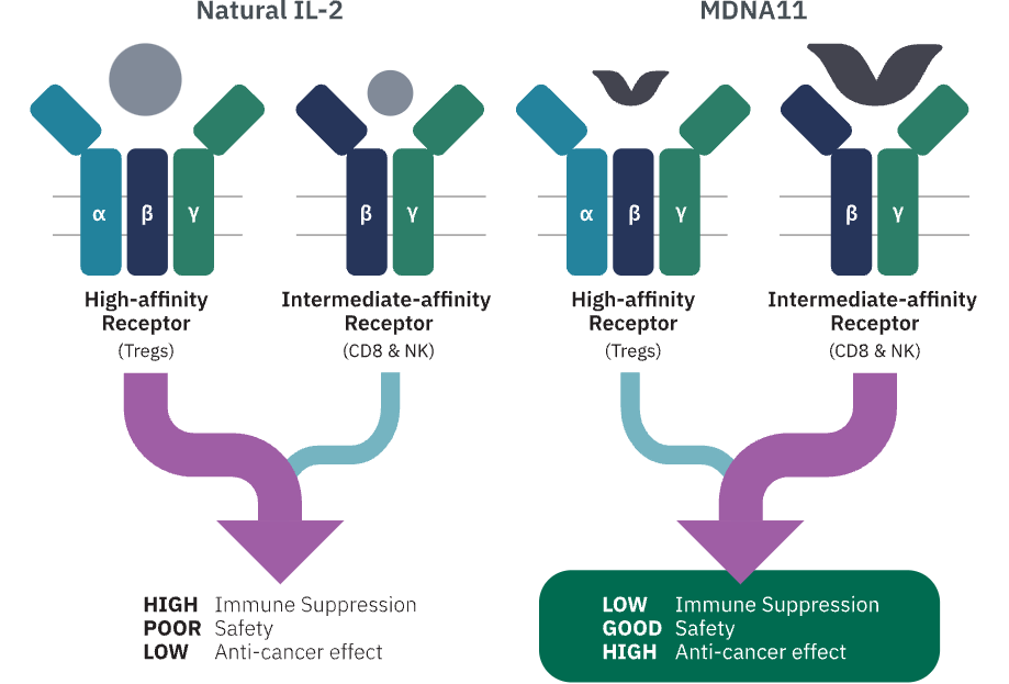 Medicenna Therapeutics (MDNA): Treating Cancer With Immunomodulators ...