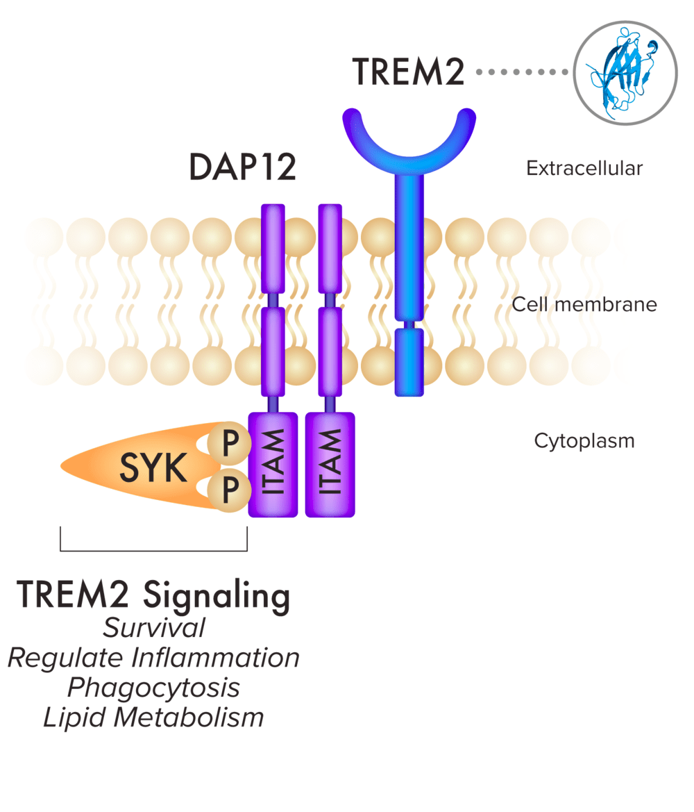 Vigil Neuroscience: Advancing TREM2 Agonists, Assets In-Licensed From ...