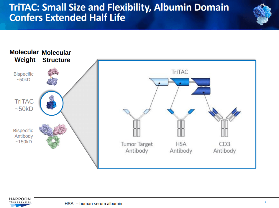 Harpoon Therapeutics: T-cell Engager Platform for Immune-Related ...