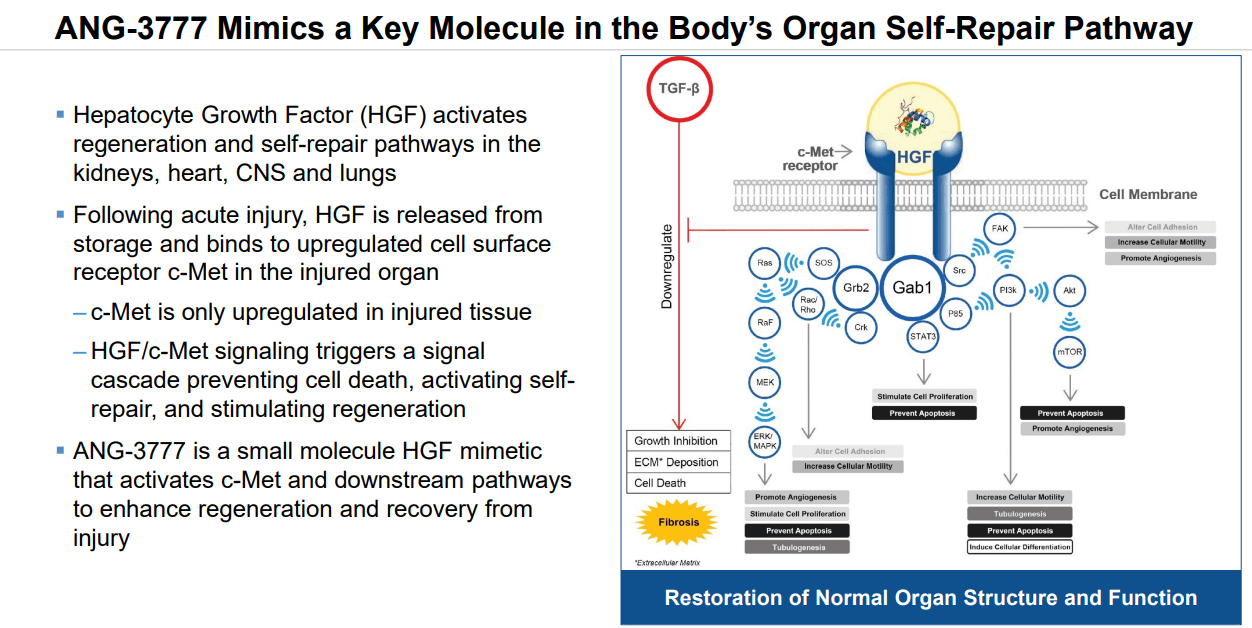 Angion Biomedica: Buying Below IPO Price May Reward The Risk-On ...