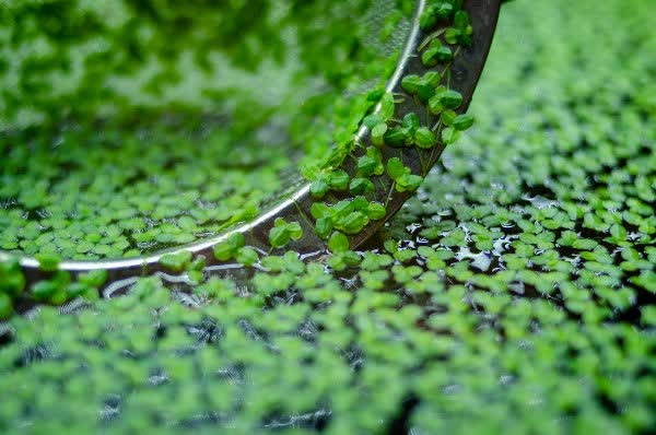 Pontus: The Next Level Of The Plant Based Food Revolution (OTCMKTS ...