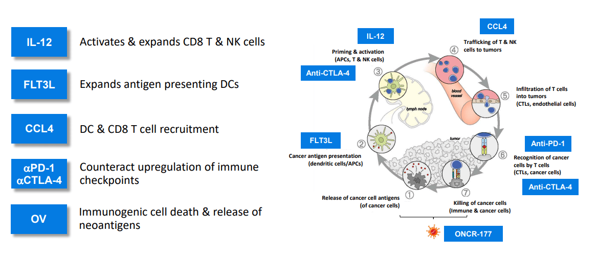 Oncorus: Shares Look Cheap As First Oncolytic Viral Therapy Enters ...
