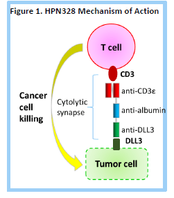 Harpoon Therapeutics Stock: Cancer Killing At A Discount (NASDAQ:HARP ...