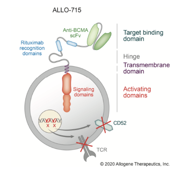 Allogene: ALLO-715 Phase 1, ALLO-213 Preclinical Data Promising (NASDAQ ...