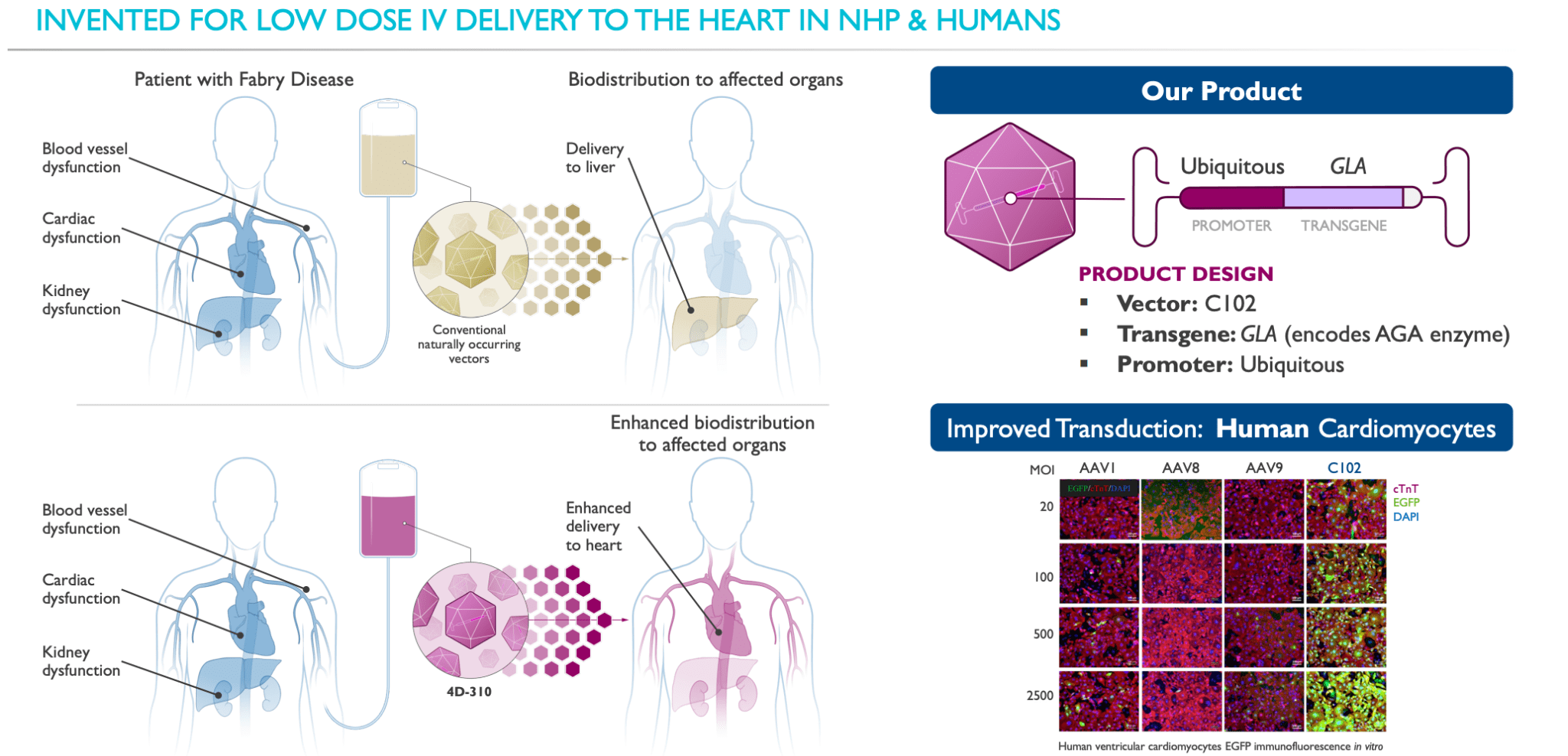 4D Molecular Therapeutics: Promising Preliminary Safety & Efficacy For ...