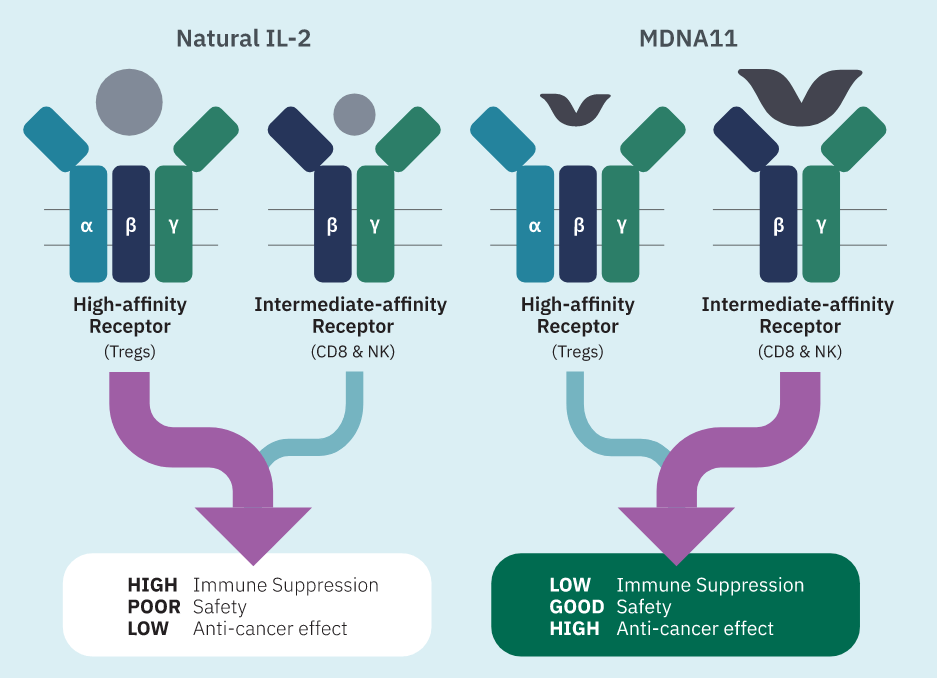 Werewolf Therapeutics: A Clinical Stage Biotech On The Hunt For Results ...