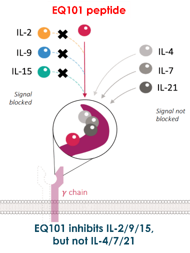 Equillium: A Negative EV Biotech With Compelling Programs And Cash ‘Til ...