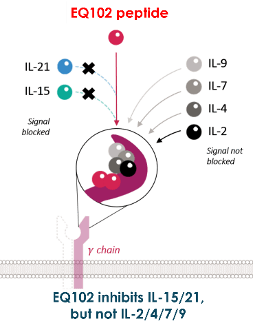 Equillium: A Negative EV Biotech With Compelling Programs And Cash ‘Til ...