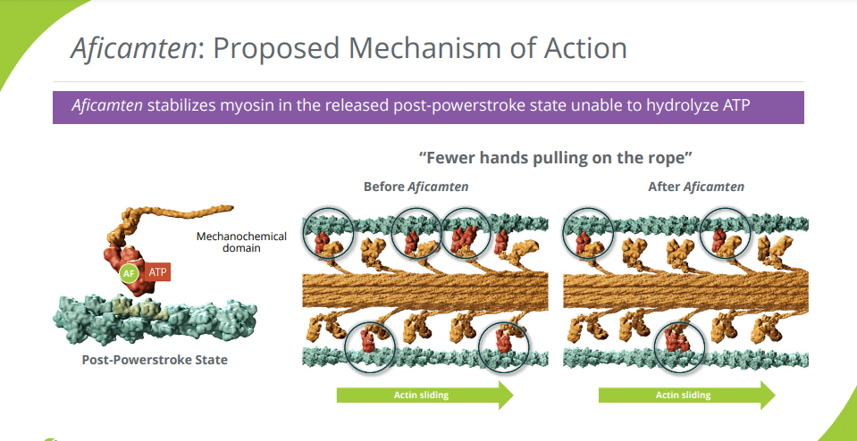 Aficamten Sets Cytokinetics Apart In Cardiomyopathy (CYTK) | Seeking Alpha