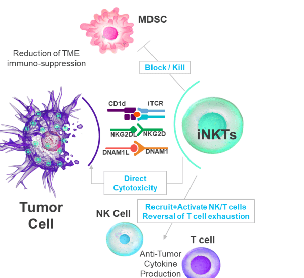 MiNK Therapeutics: In The Very Early Days Of A Big Hunt (NASDAQ:INKT ...