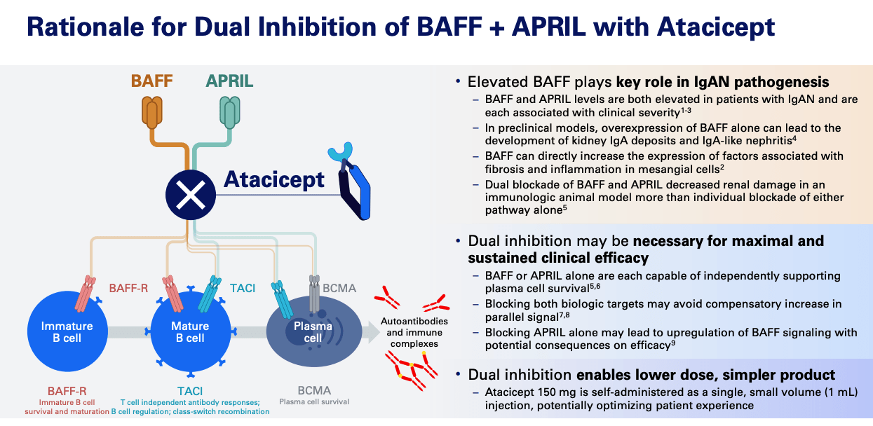 Vera Therapeutics: Soaring On IgAN Data, But Full Approval A Distant Prospect (VERA) | Seeking Alpha