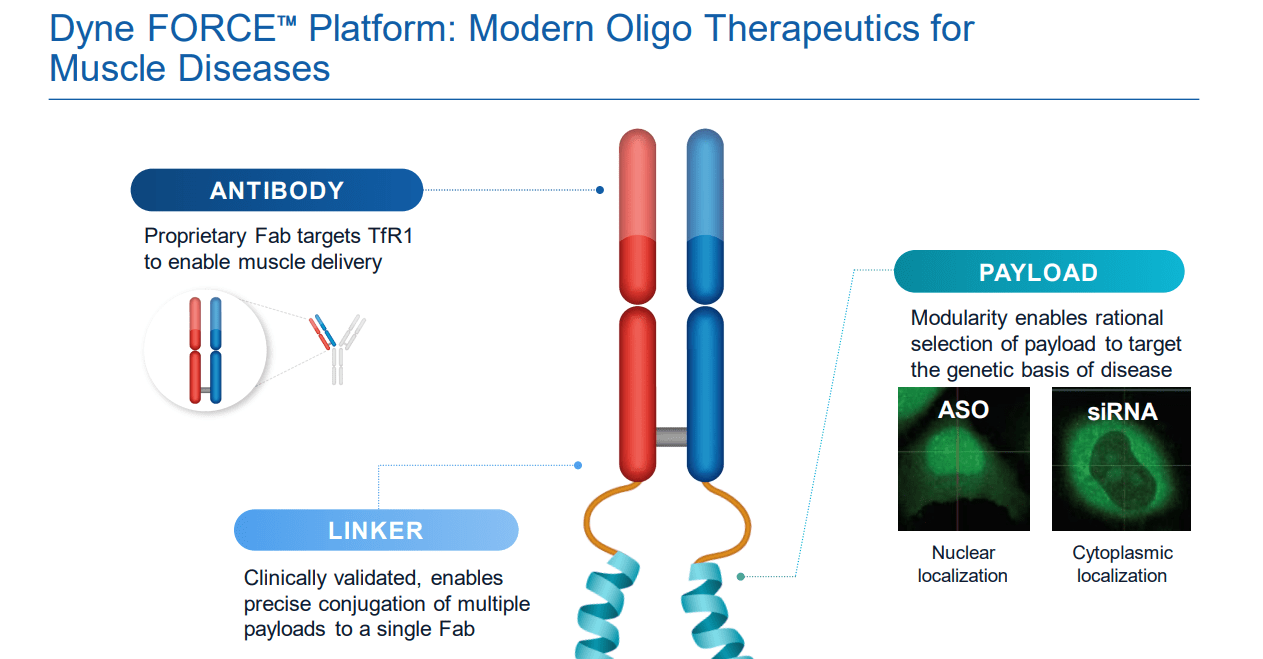 Dyne Therapeutics: An Updated Analysis (NASDAQ:DYN) | Seeking Alpha