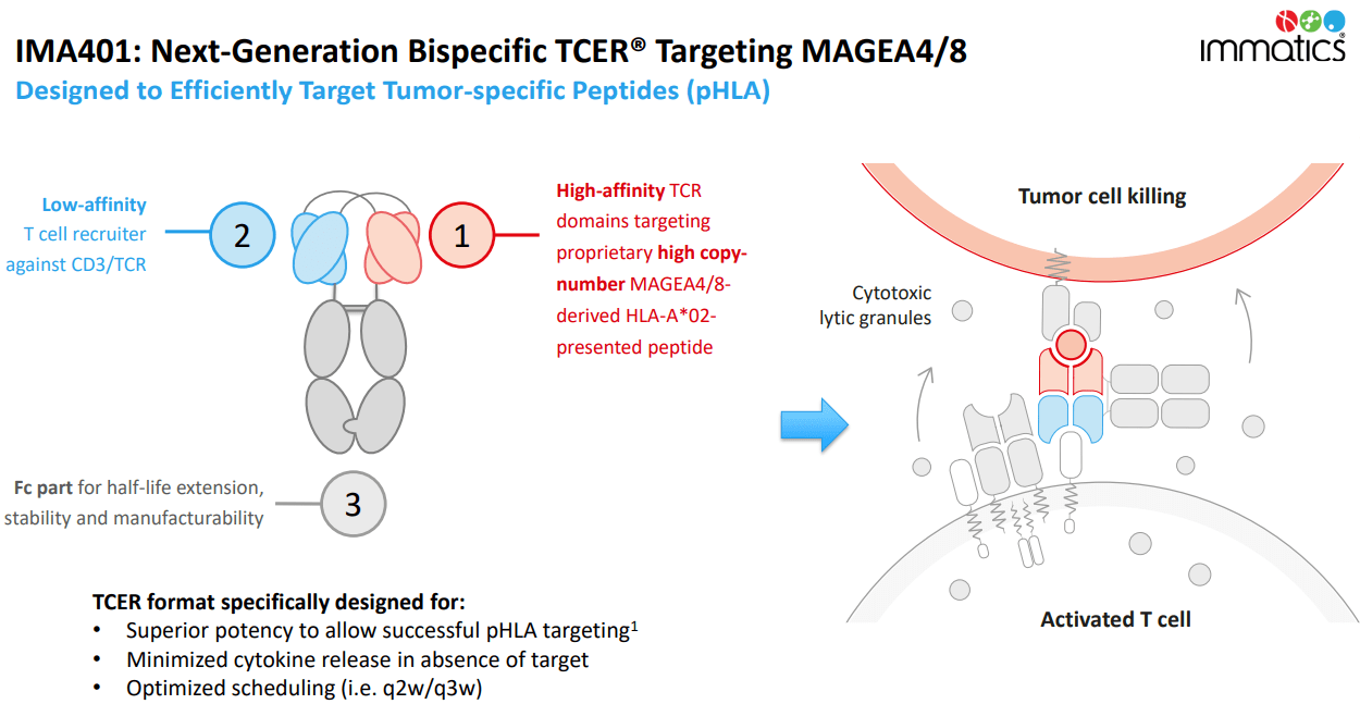 Immatics: A Promising TCR Pipeline (NASDAQ:IMTX) | Seeking Alpha Immatics: A Promising TCR Pipeline (NASDAQ:IMTX) | Seeking Alpha