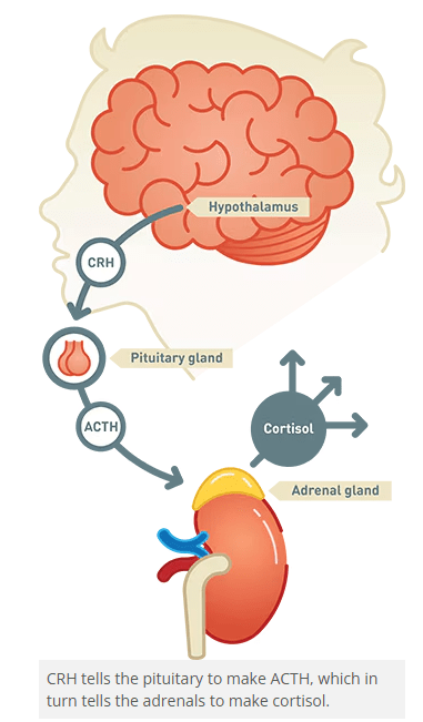 Corcept Therapeutics: A Most Promising And Compelling Biotech (NASDAQ ...