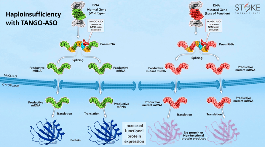 Stoke Therapeutics' STK-001: A Potential Game-Changer For Dravet Syndrome (NASDAQ:STOK ...