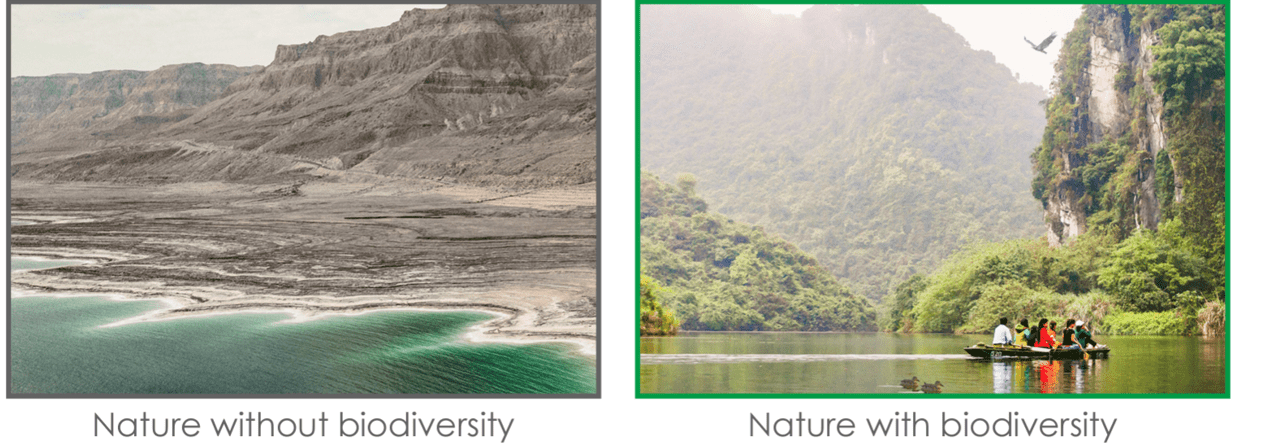 Breaking Down The Basics: Biodiversity And Nature Investing – Green ...