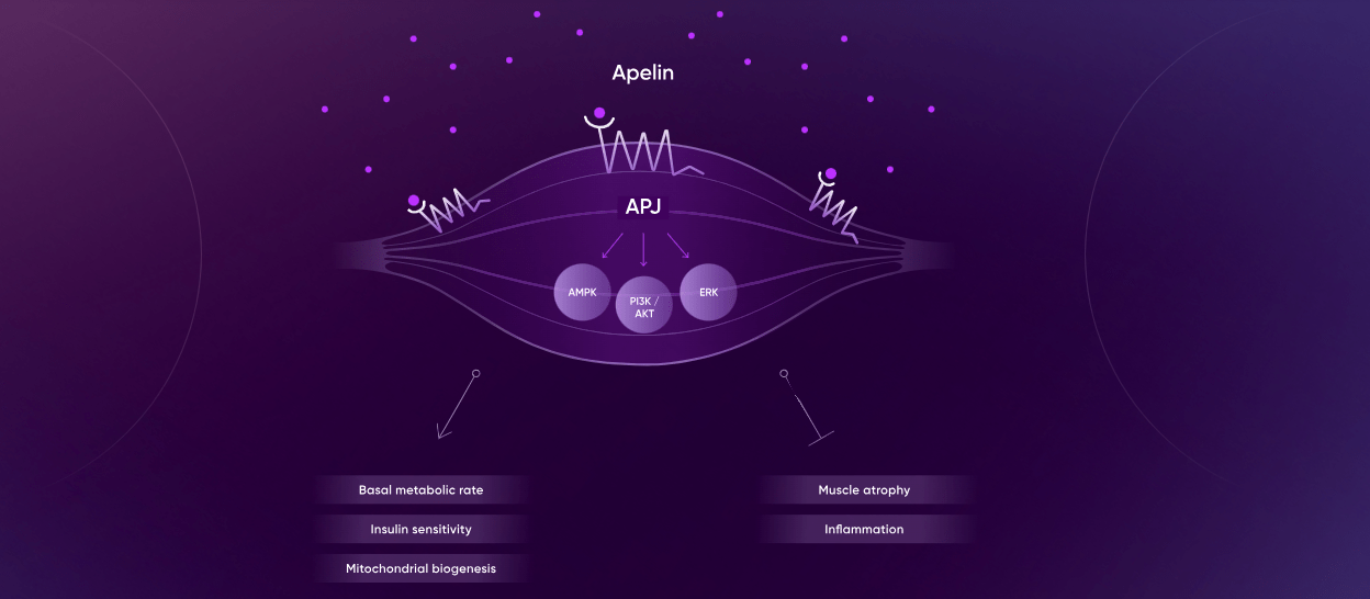 BioAge Labs: Weighing The Risks And Rewards Of A Biotech Revival ...