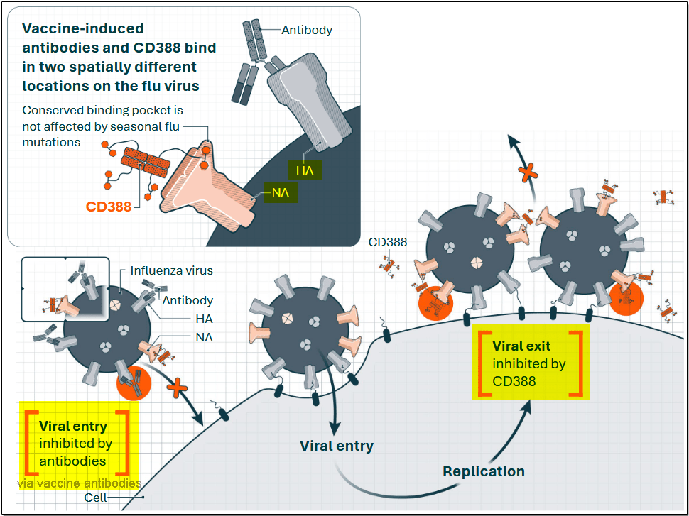 Cidara Therapeutics: A Potential Blockbuster In Flu Prevention (NASDAQ ...