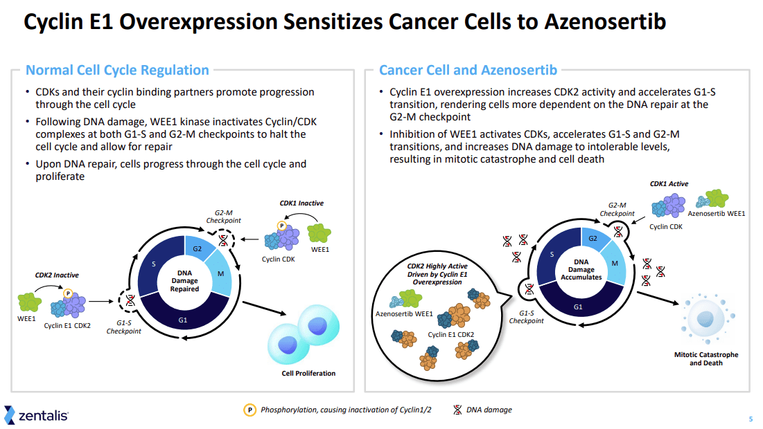 Zentalis Pharmaceuticals: Hanging On For One Last Shot At PROC Approval ...