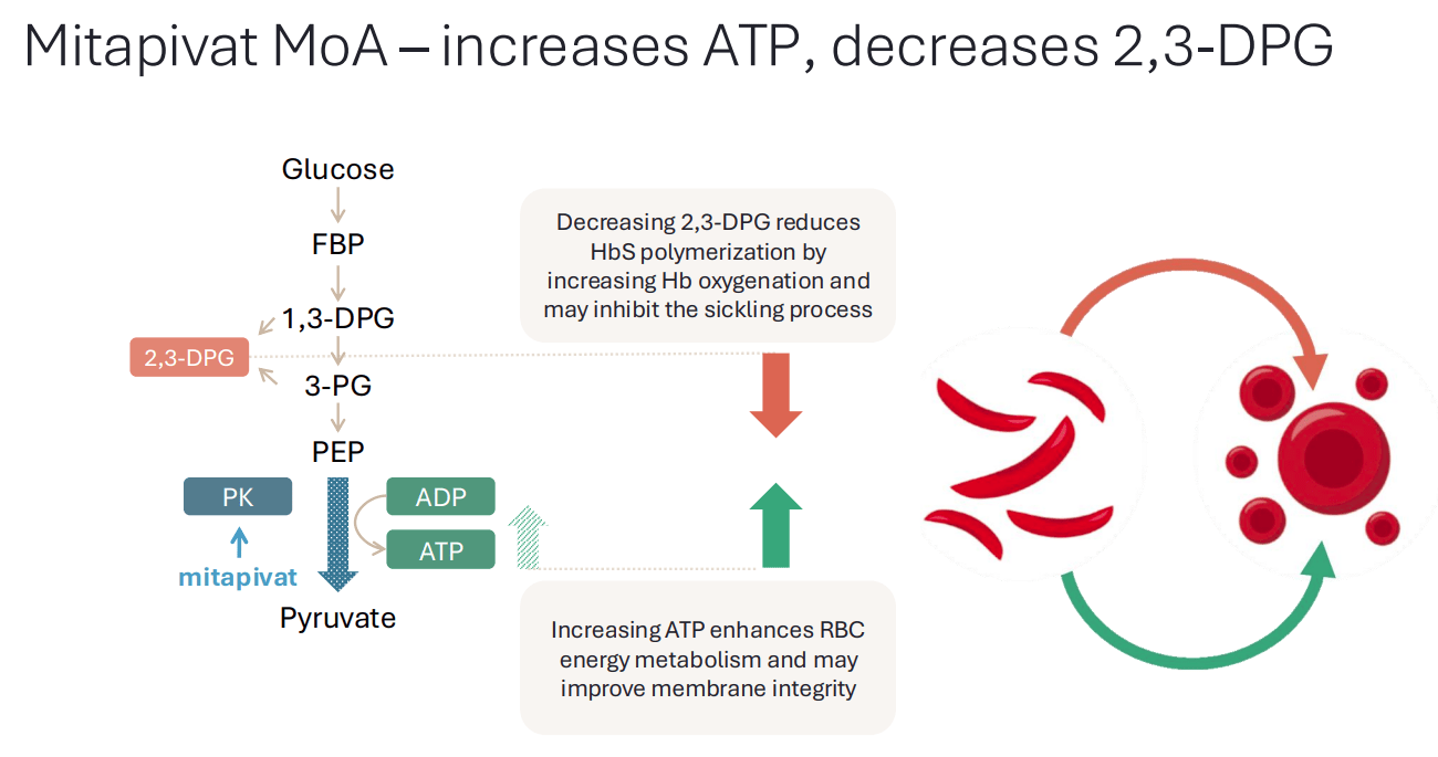 Agios Pharma: Study Fail May Affect Mitapivat TDT Approval - Expect ...
