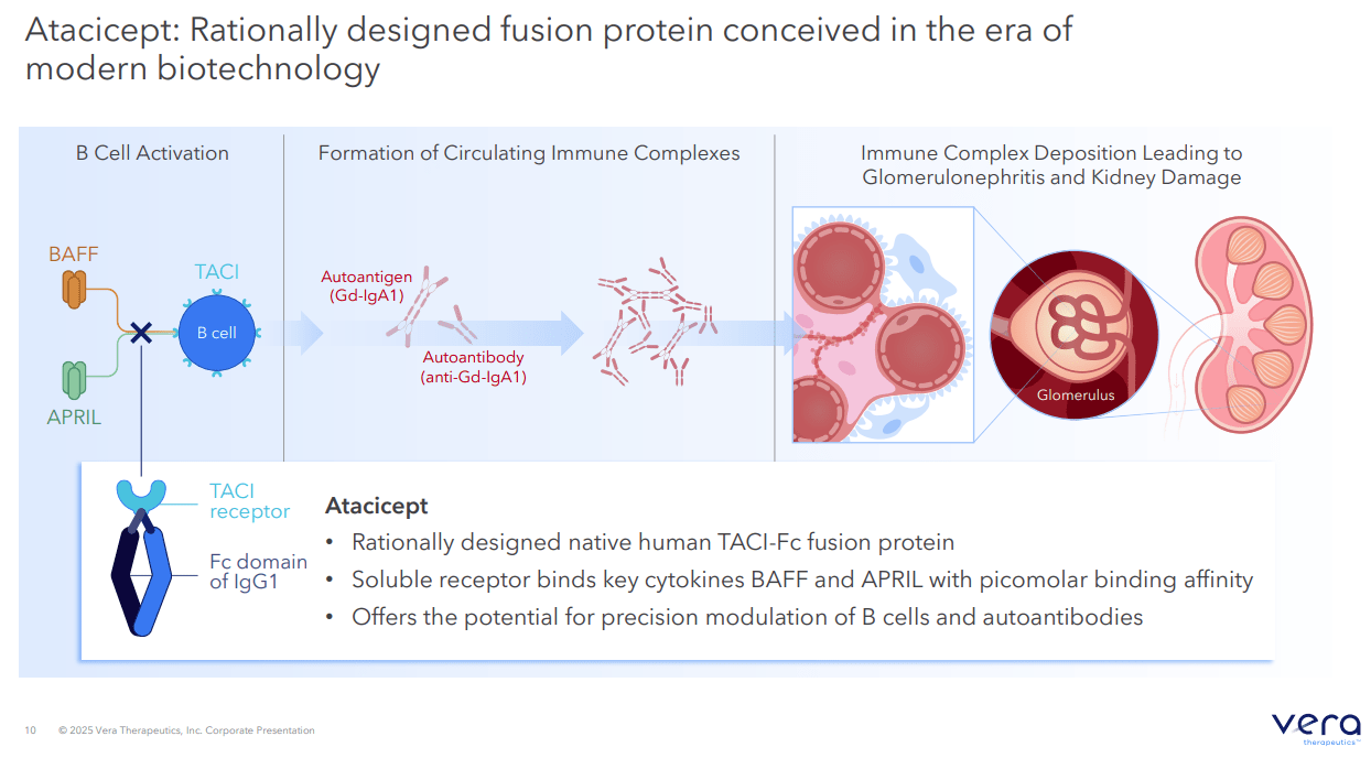 Vera Therapeutics: Stock Rises As IgAN Approval Chances Increase - I'm ...