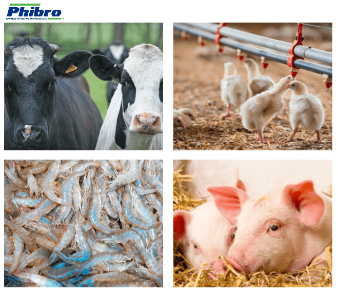Phibro Animal Health Is Cruising With Its Recent Zoetis Acquisition ...