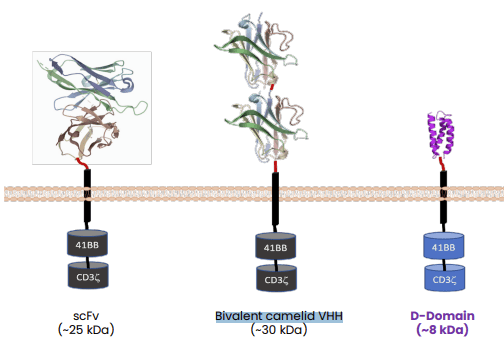 Arcellx Impressive Safety Data Leaves Doubts (NASDAQ:ACLX) | Seeking Alpha