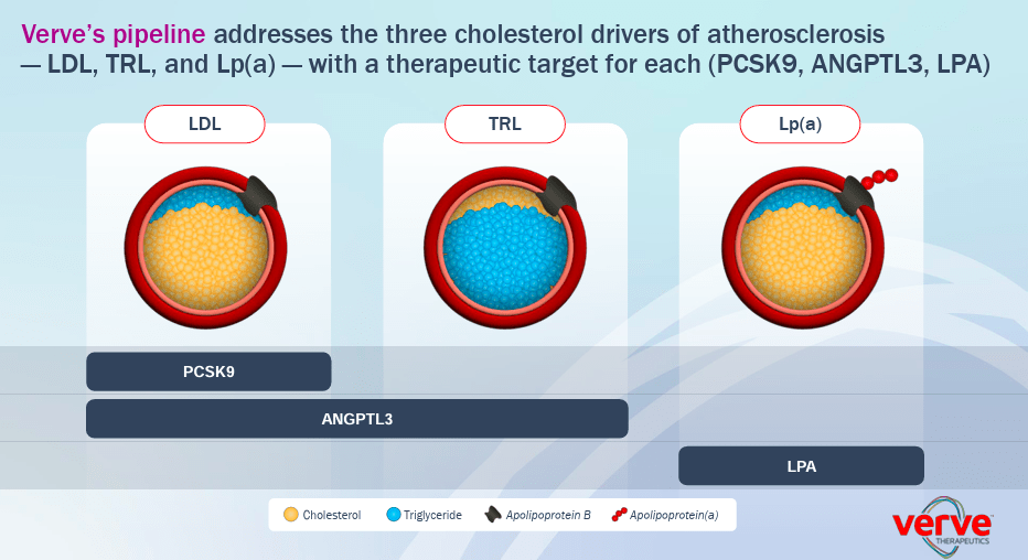 Verve Therapeutics: FDA Fast Track, Eli Lilly Partnership Upgrade To ...